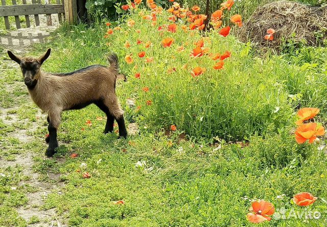 Чешская козочка