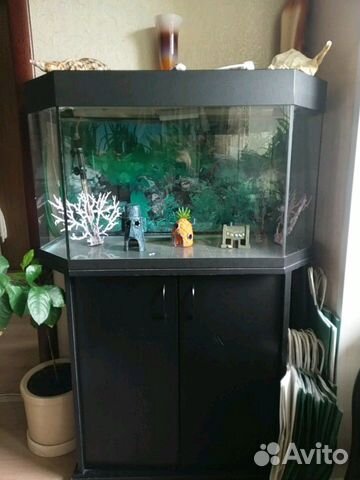 Аквариум 200л с тумбочкой. Декор, фон и грунт в по