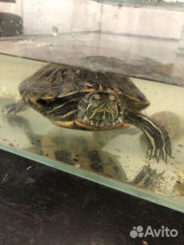 Аквариум с черепахой