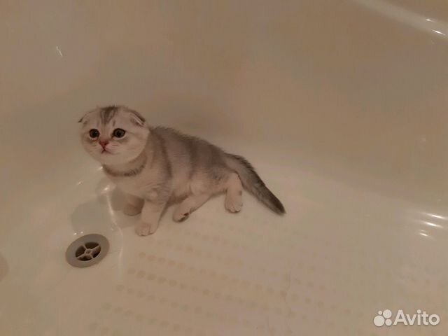 Шотландская