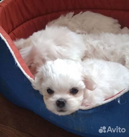 Микро девочка до 1.5 кг. Мальтийской болонки