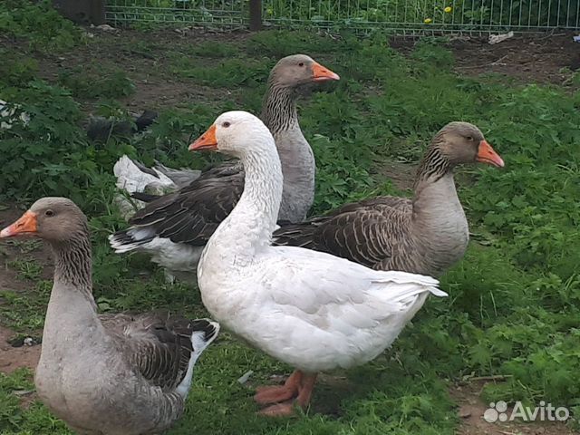 Утята мулард, орвия, гусята