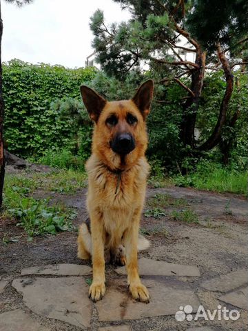 Отдам в хорошие руки помесных щенков