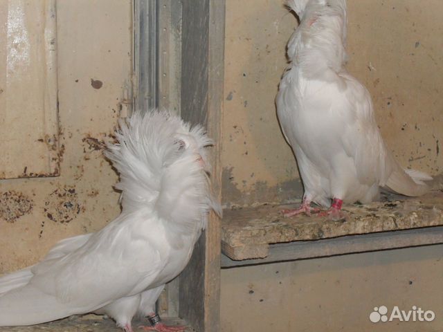 Декоративные лётные голуби