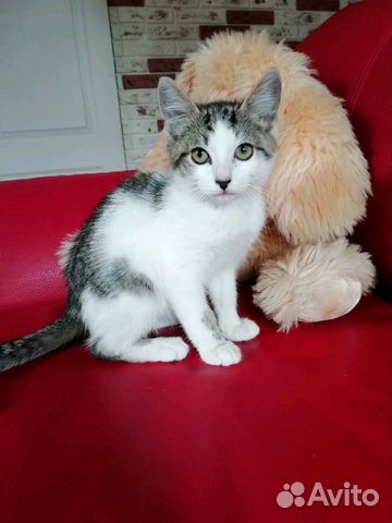 Котики-малышата в добрые руки. Привезу