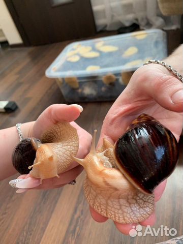 Улитка ахатина