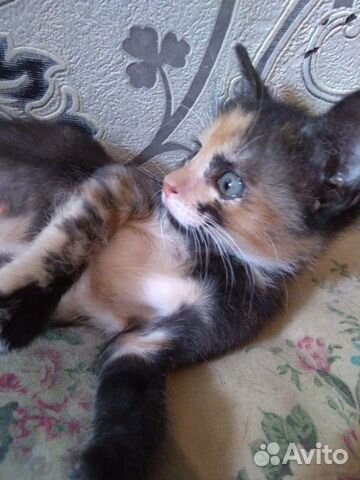 В добрые ручки замечательные кнопочки