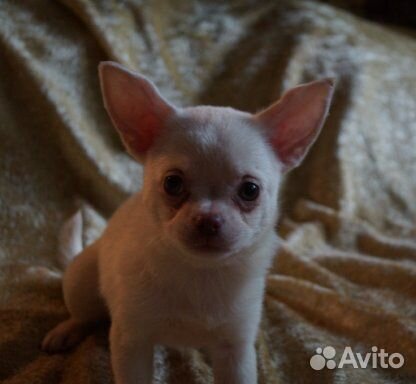 Девочка бело-кремовая