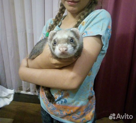 Хорек