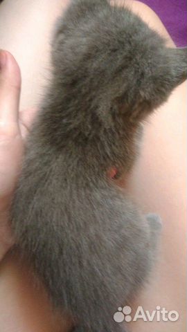 Продам котенка британец
