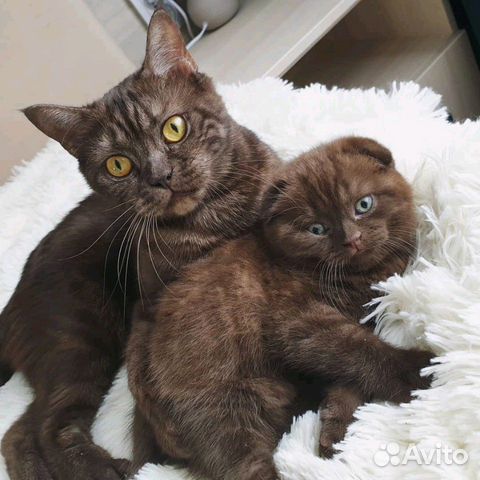 Продам котенка
