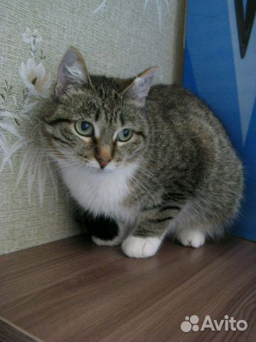 Просто кошка Леся