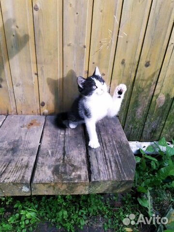 Котик озорник мышелов