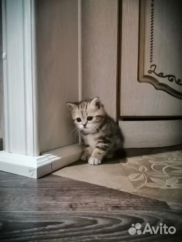 Шотладская, скоттиш страйт