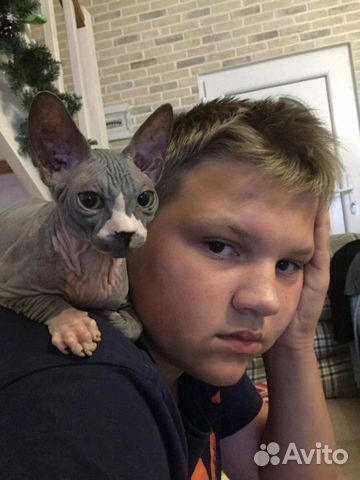 Котик Сфинкс 6 мес