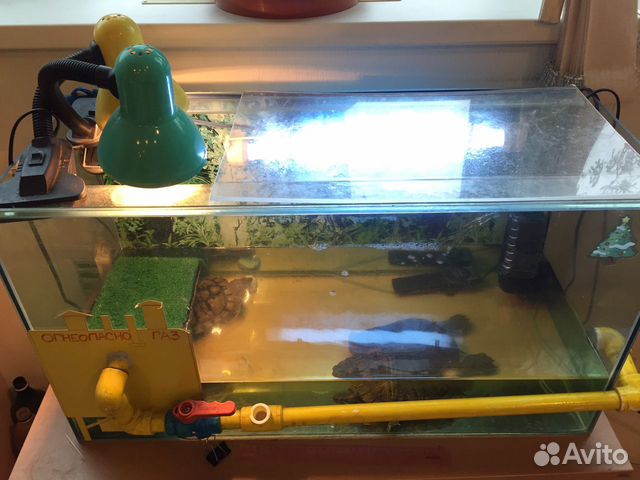 Красноухие черепахи 2 шт