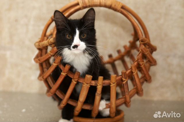 Котенок Зара 3 меясца