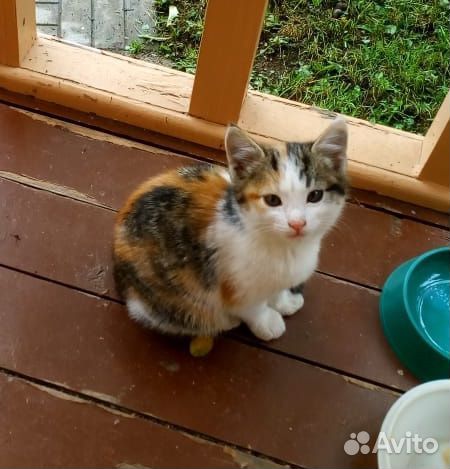 Трехцветная котенок Алиса в добрые руки