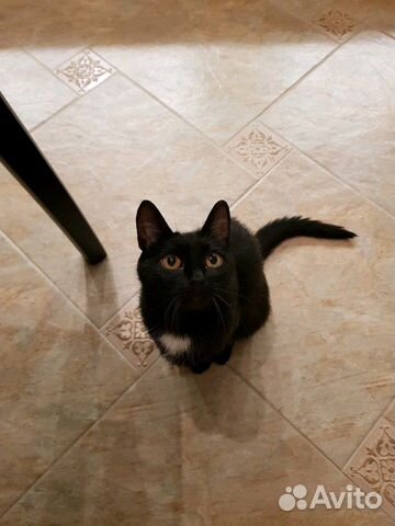 Счастье в Ваш дом) кошечка Алиса