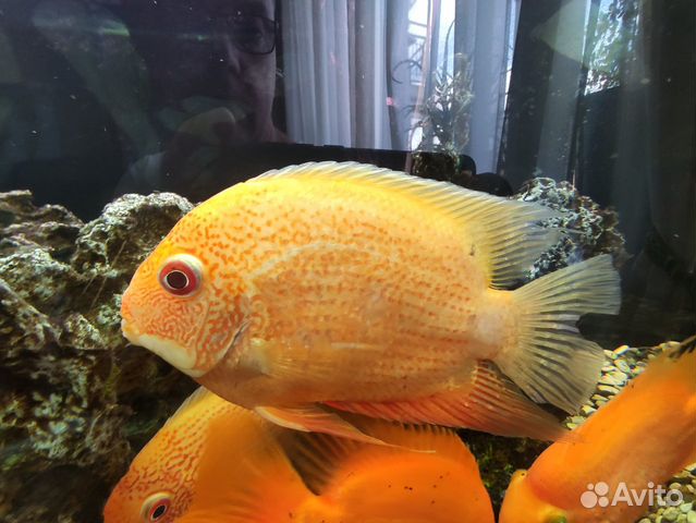 Рыба Северум (взрослый)