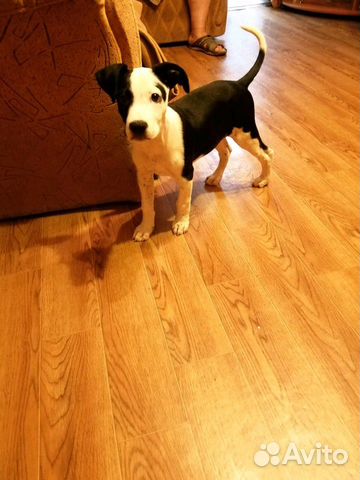 Стаффоршидский терьер