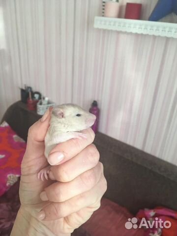 Крысята Дамбо