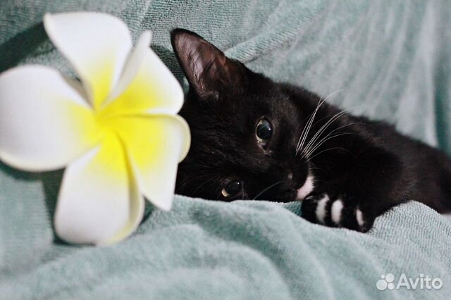 Котенок в дар