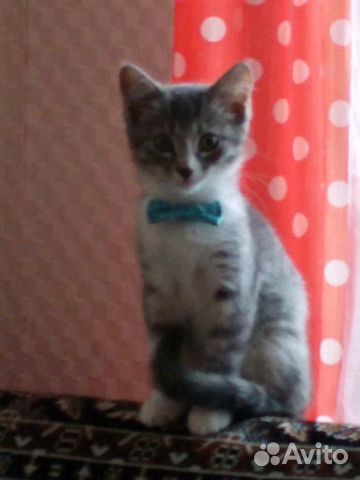 Котенок шотландец