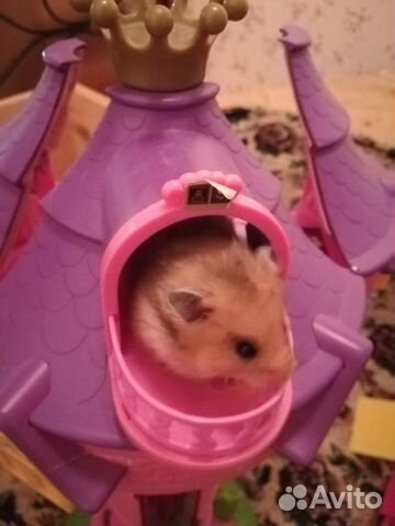 Сирийские хомячки