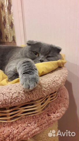 Британский котик в хорошие ручки