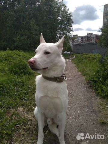 Собака ищет дом