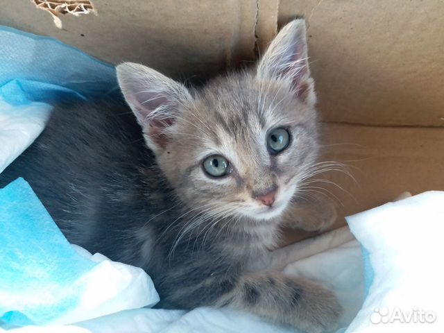 Котенок Маркус