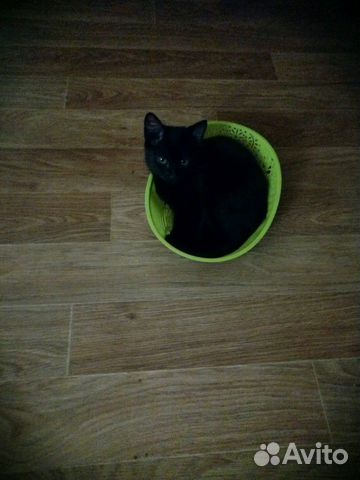 Кошечка в добрые руки