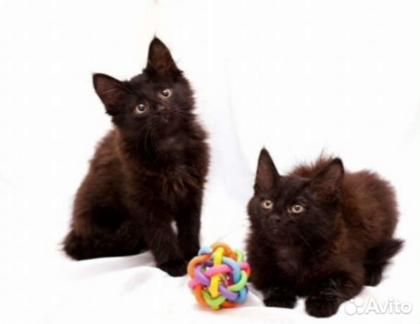 Котята ласковые хулиганы