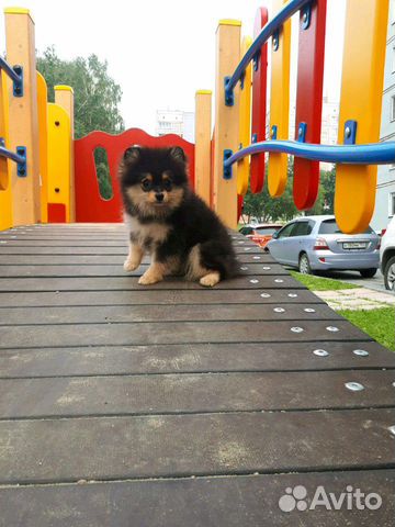 Девочка цверг шпица