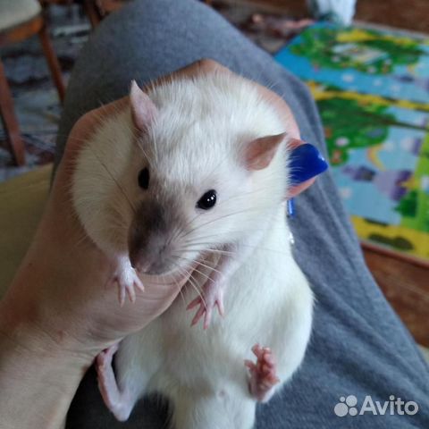 Крысы сиамские ручные
