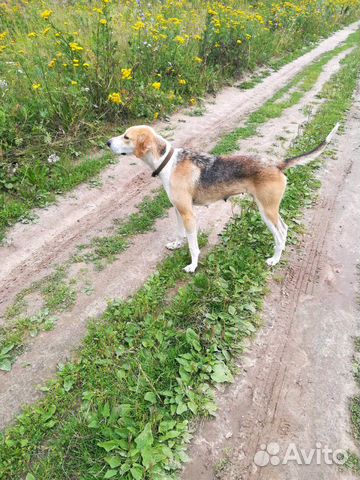 Собака бесплатно