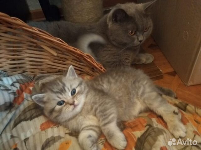 Британские котята