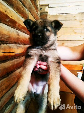 Щенки породы немецкая овчарка