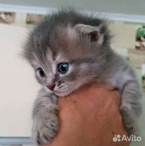 Котенок шотландский вислоухий