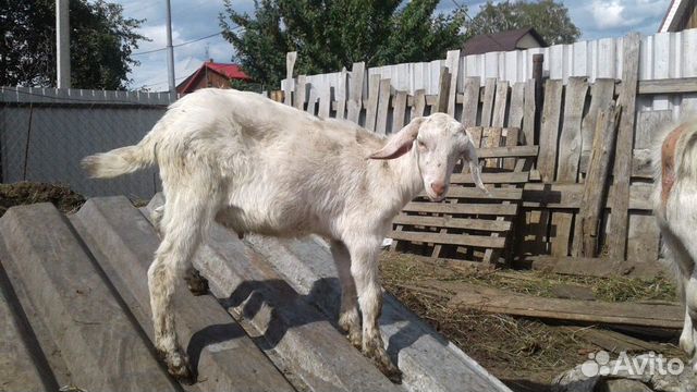 Козы, свиньи