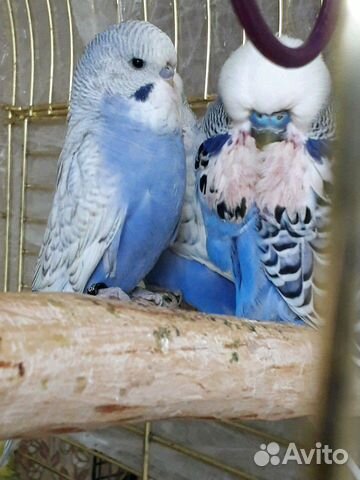 Ввп птенец самочка