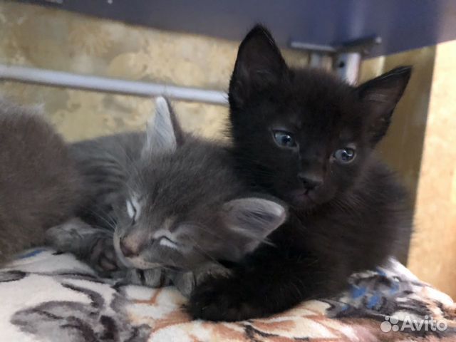Котята