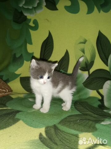 Котята, 2 мальчика