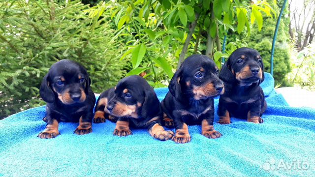 Щенки таксы