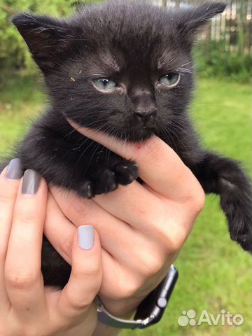 Чёрный котик 1 мес