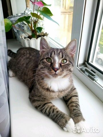 Кот Барсик ищет семью)