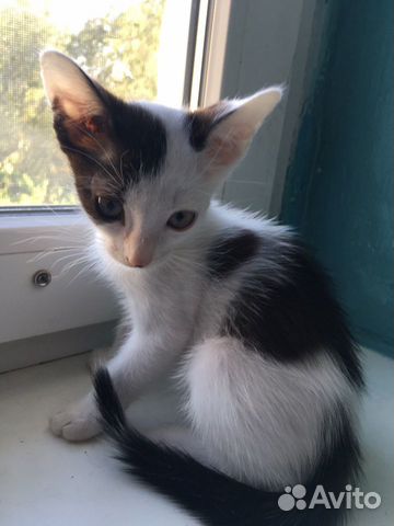 Отдам в добрые ручки,2-х месячного ушастенького ма