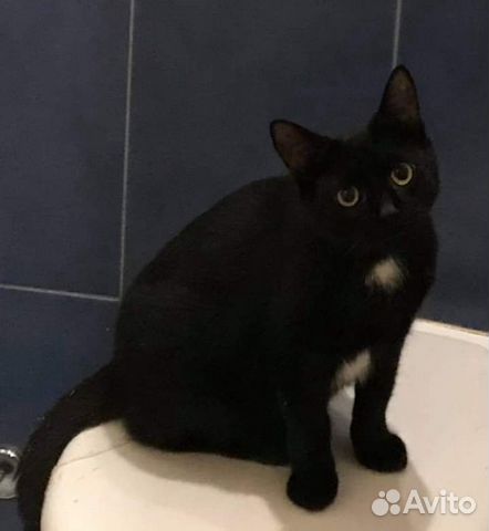 Молодой котик Анатолий в добрые руки