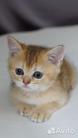 Девочки золотинки